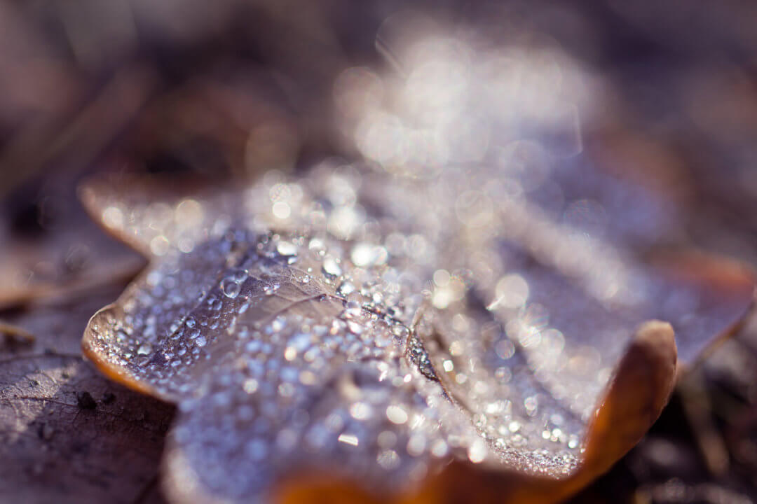 5 einfache Einsteiger-Tipps für die Makrofotografie • Lerne ...